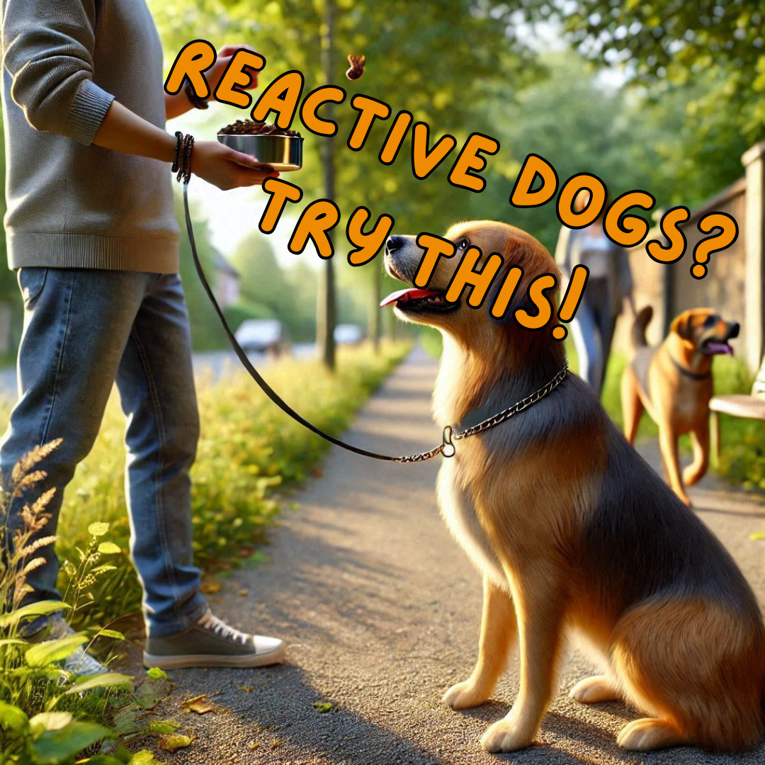 Does Your Dog Bark and Lunge at Other Dogs? Here’s How to Help ...