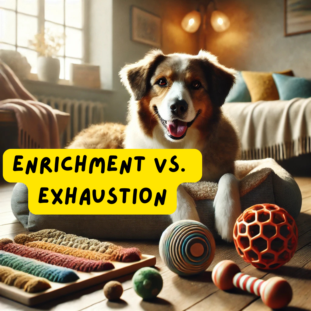 Are You Getting the Right Balance of Exercise and Sleep for Your Dog ...